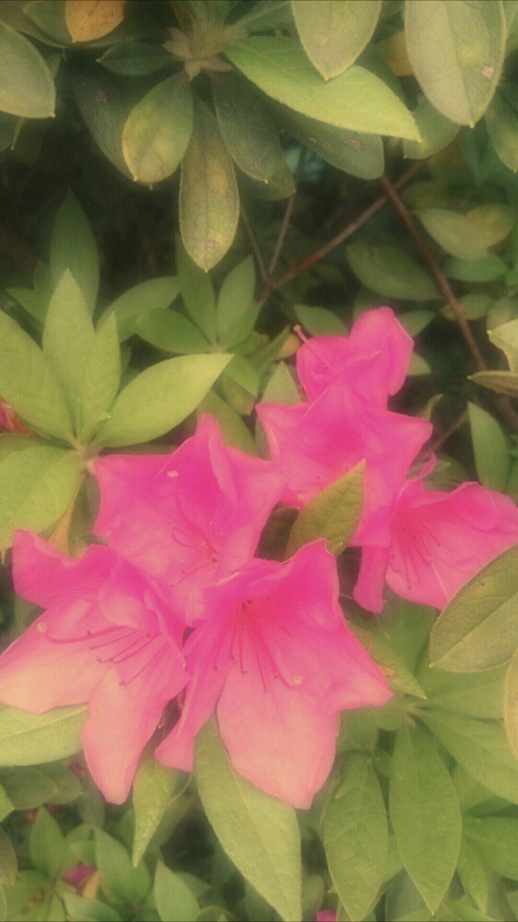 Bunga Azalea | wallpaper.sc iPhone7