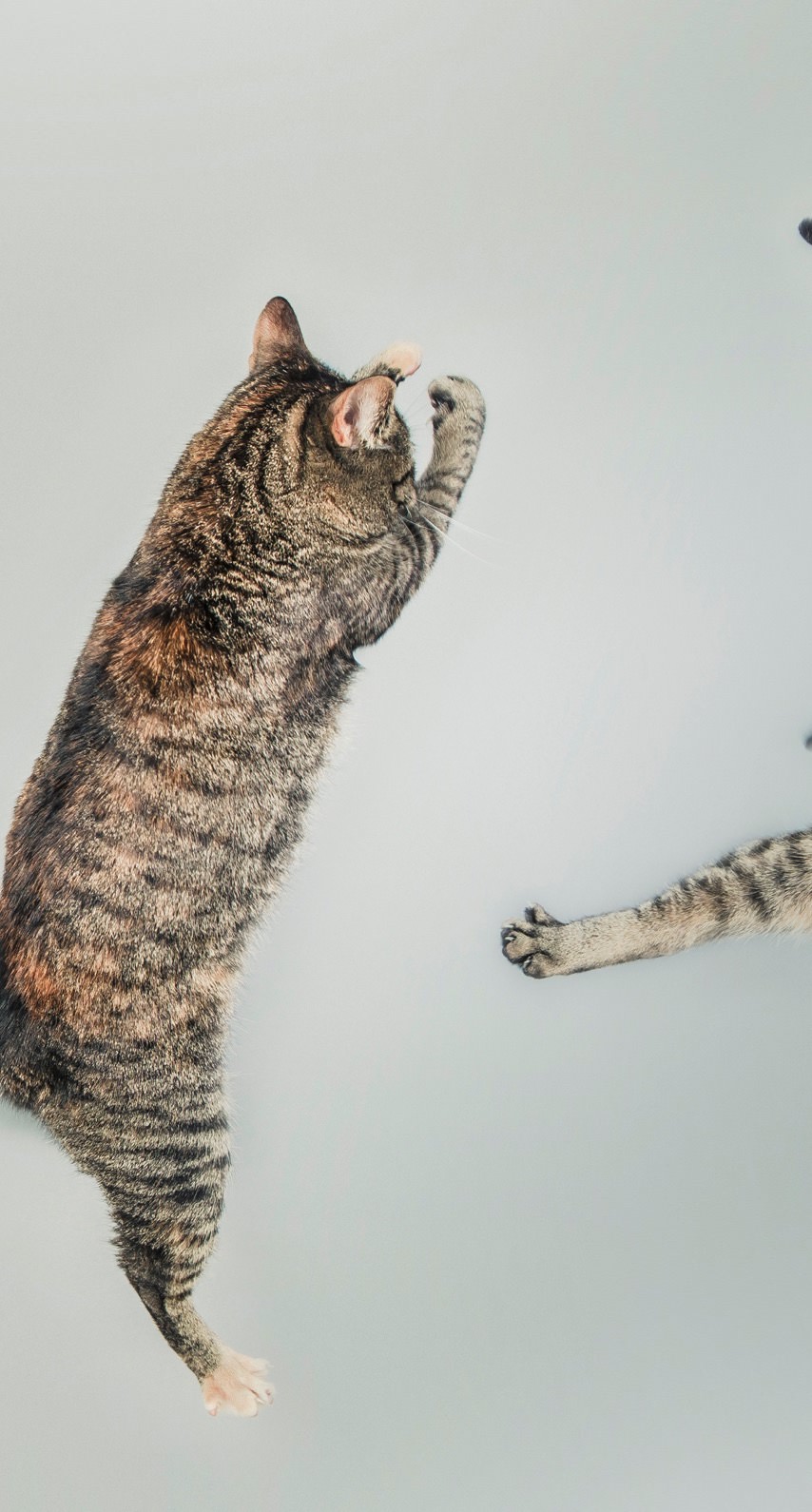 kucing hewan melompat | wallpaper.sc iPhone7