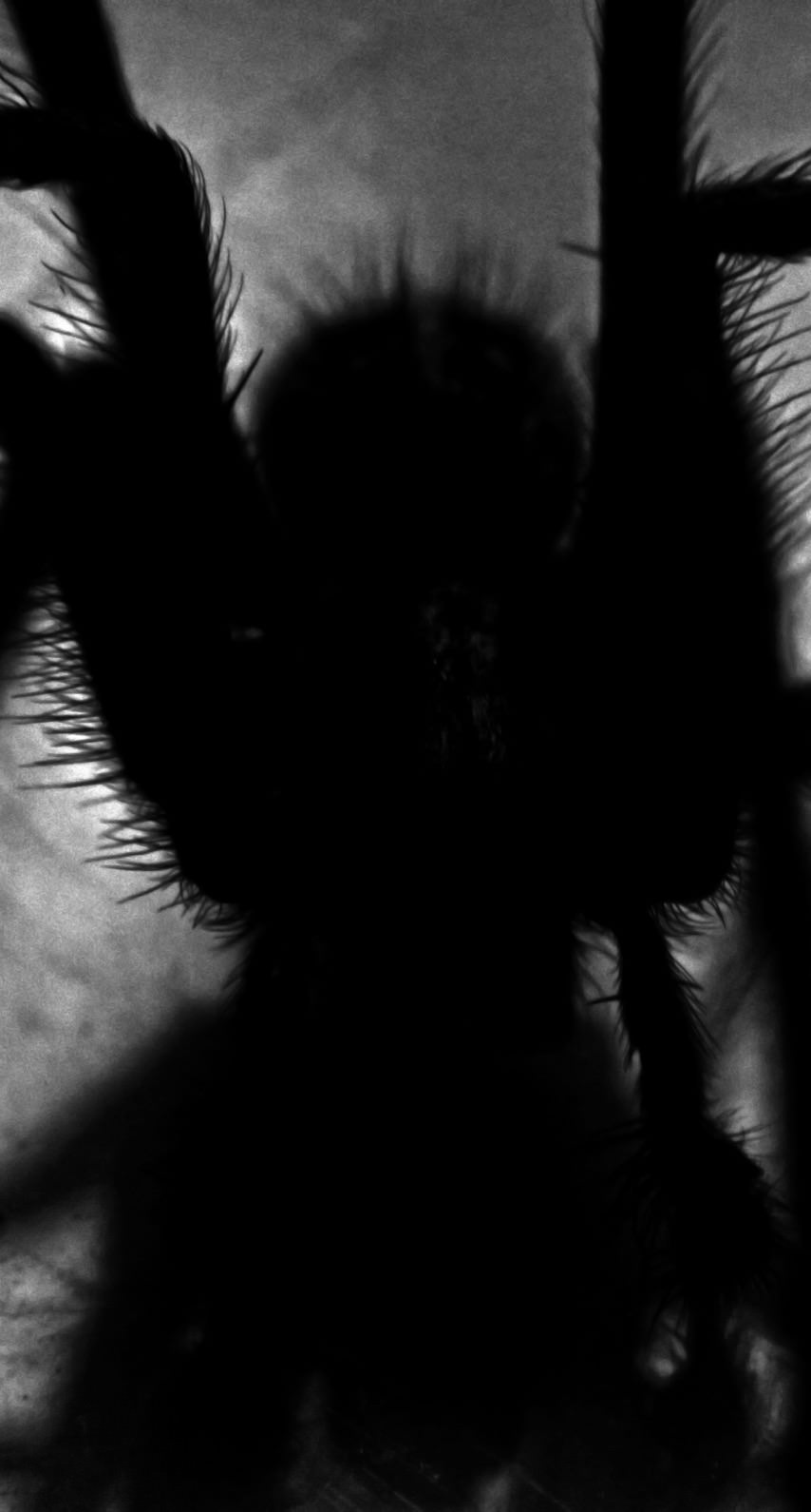 labah-labah bayangan hitam | wallpaper.sc iPhone7