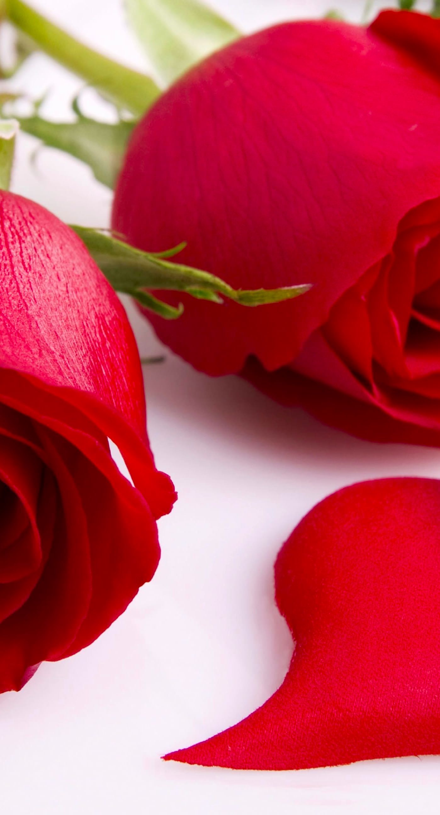 merah bunga alami | wallpaper.sc iPhone7Plus