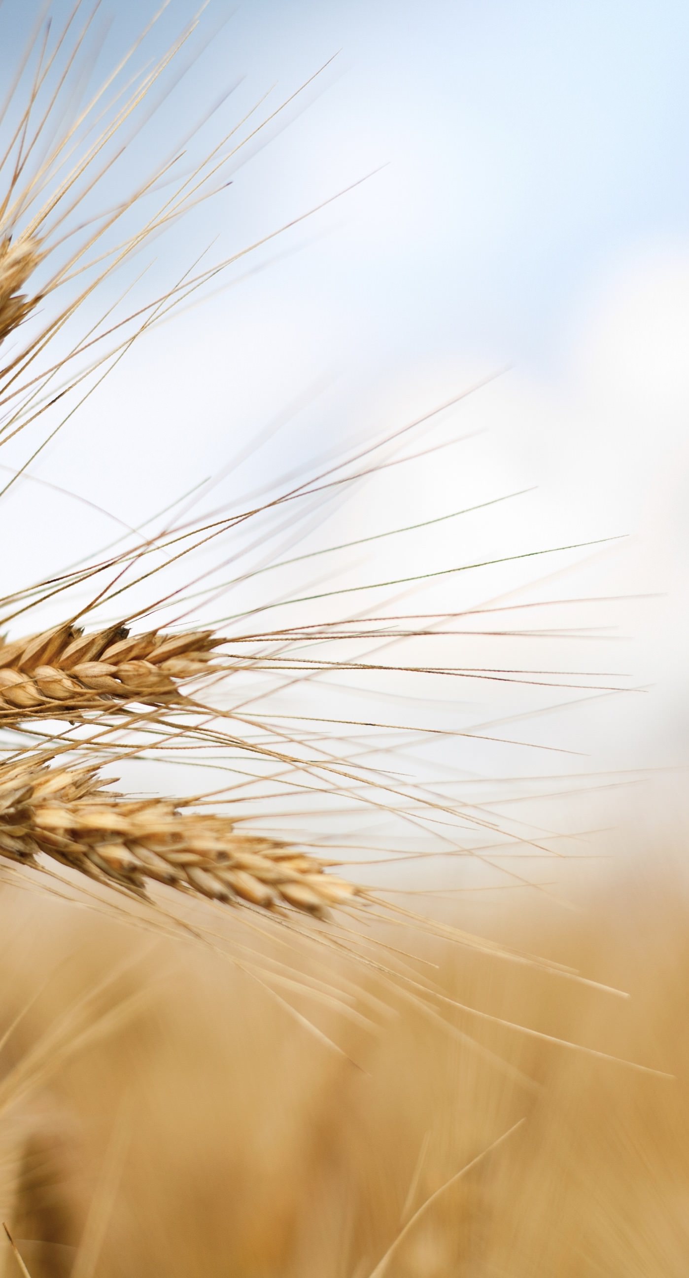 gandum kuning | wallpaper.sc iPhone7Plus