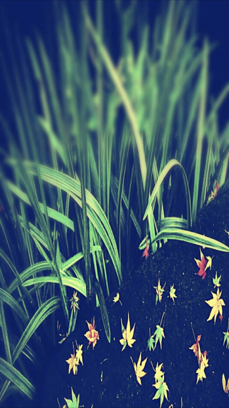 Bunga Rumput | wallpaper.sc iPhone8