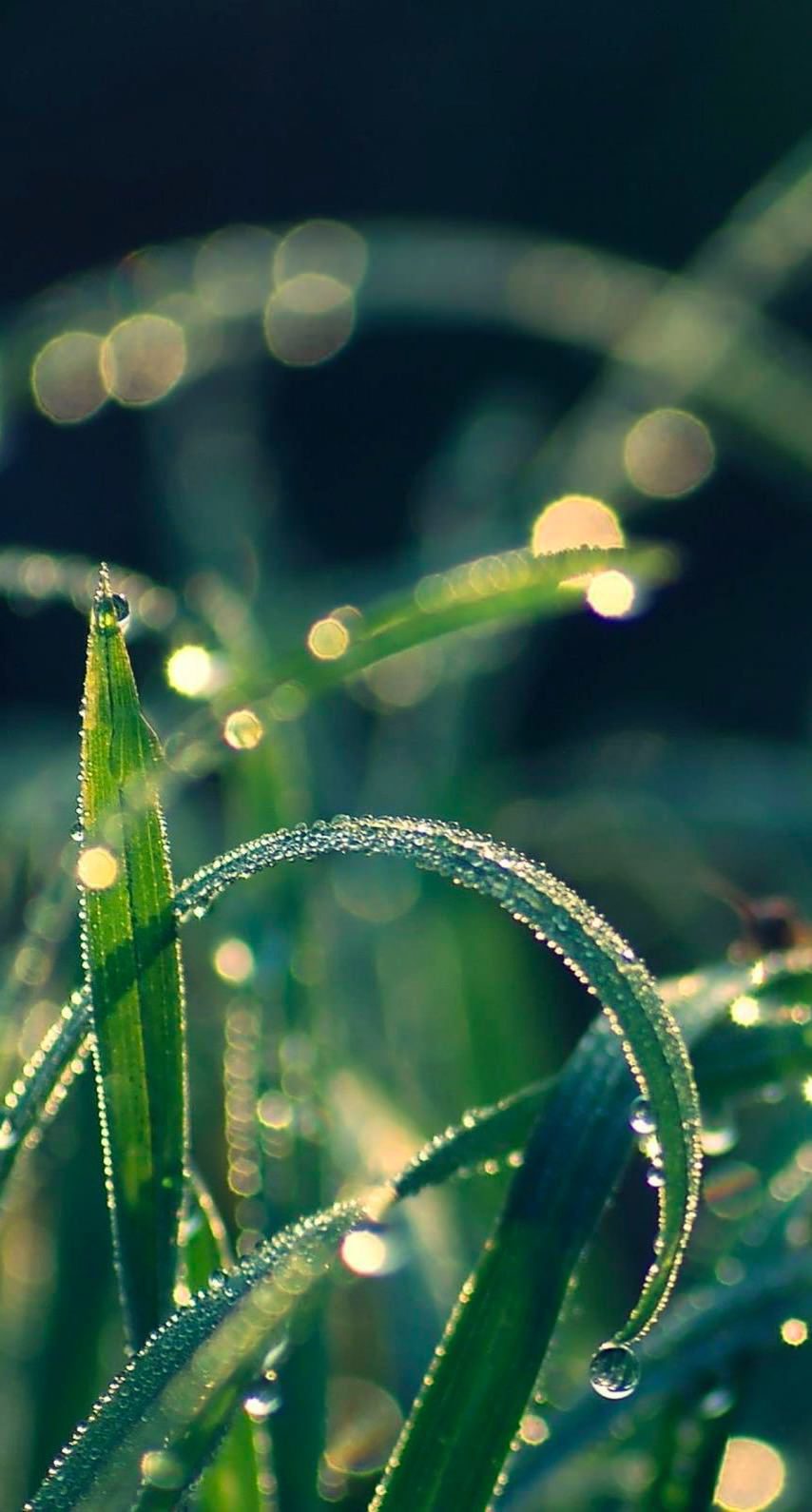 Hijau polka dot blur daun | wallpaper.sc iPhone8