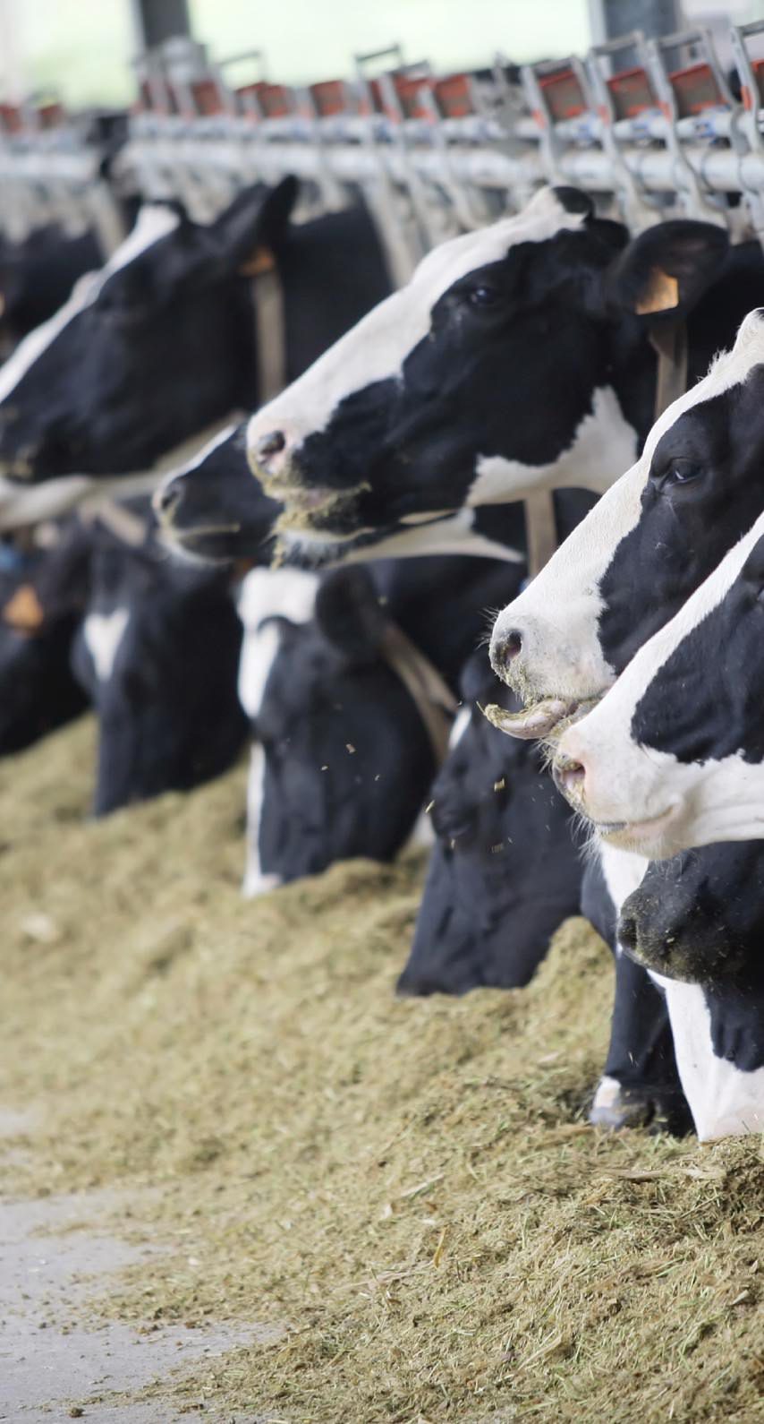 sapi | wallpaper.sc iPhone8