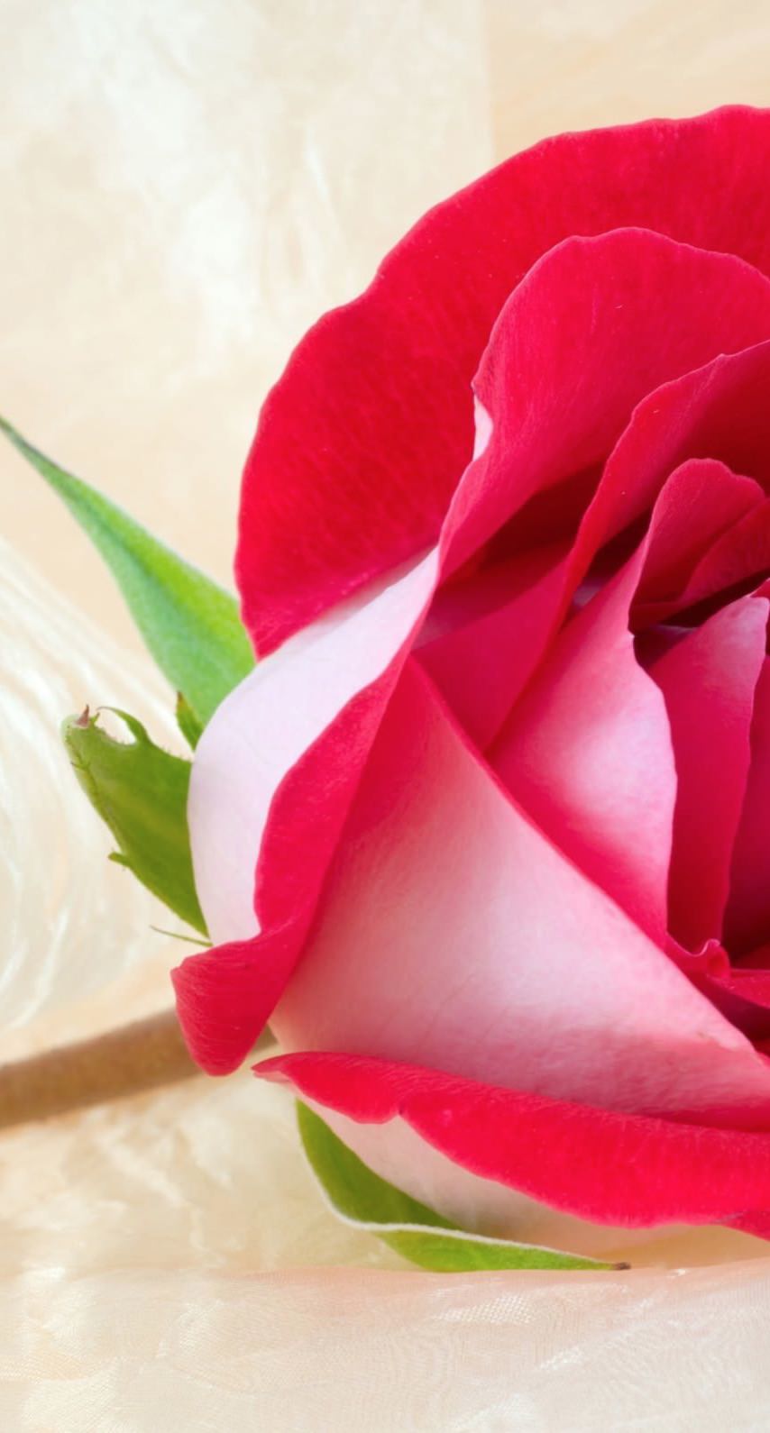 merah bunga alami | wallpaper.sc iPhone8