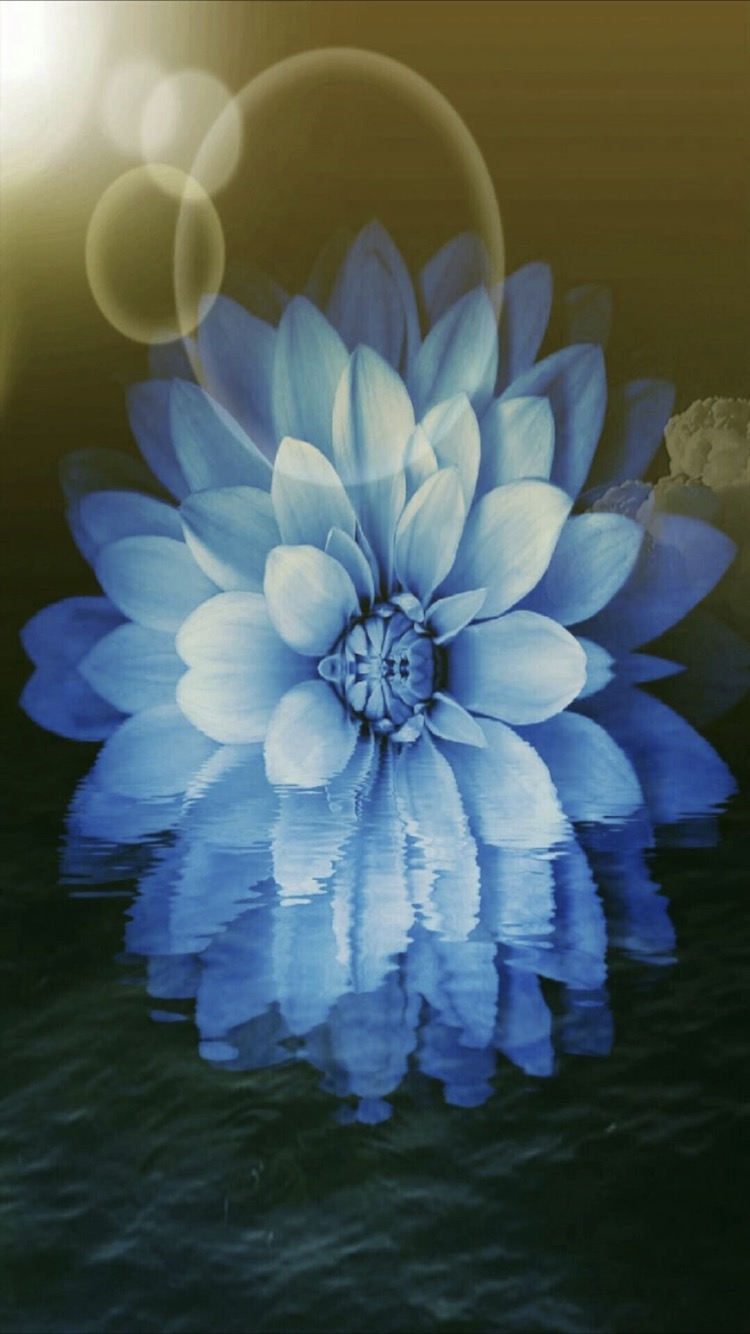 Laut bunga | wallpaper.sc iPhone8