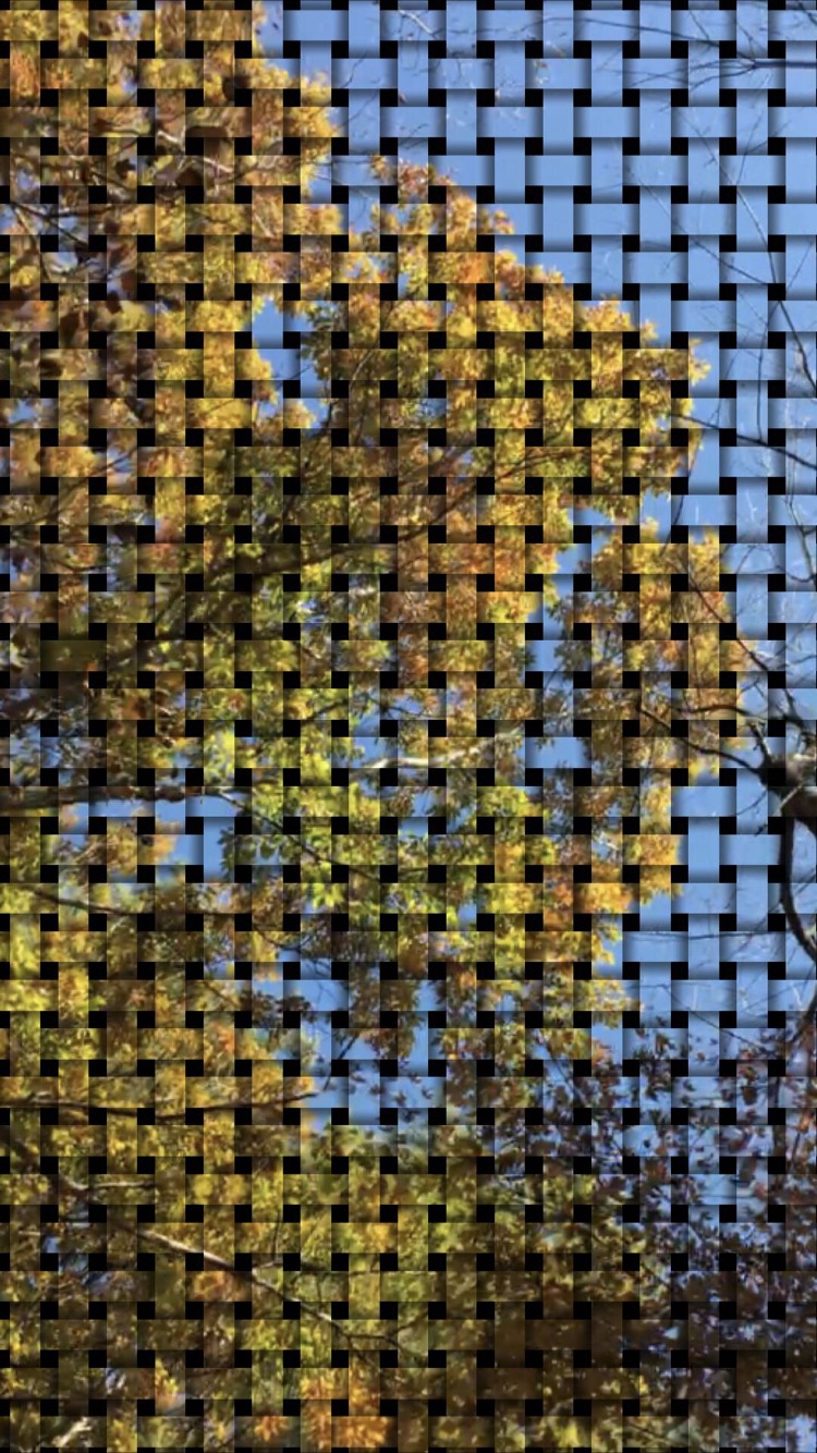 Pohon Jala | wallpaper.sc iPhone8