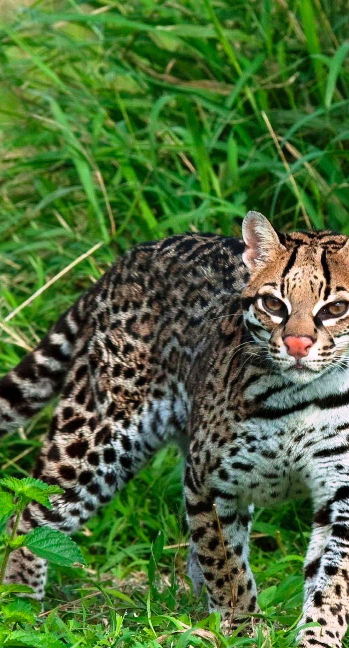 Kucing garong | wallpaper.sc iPhone8Plus