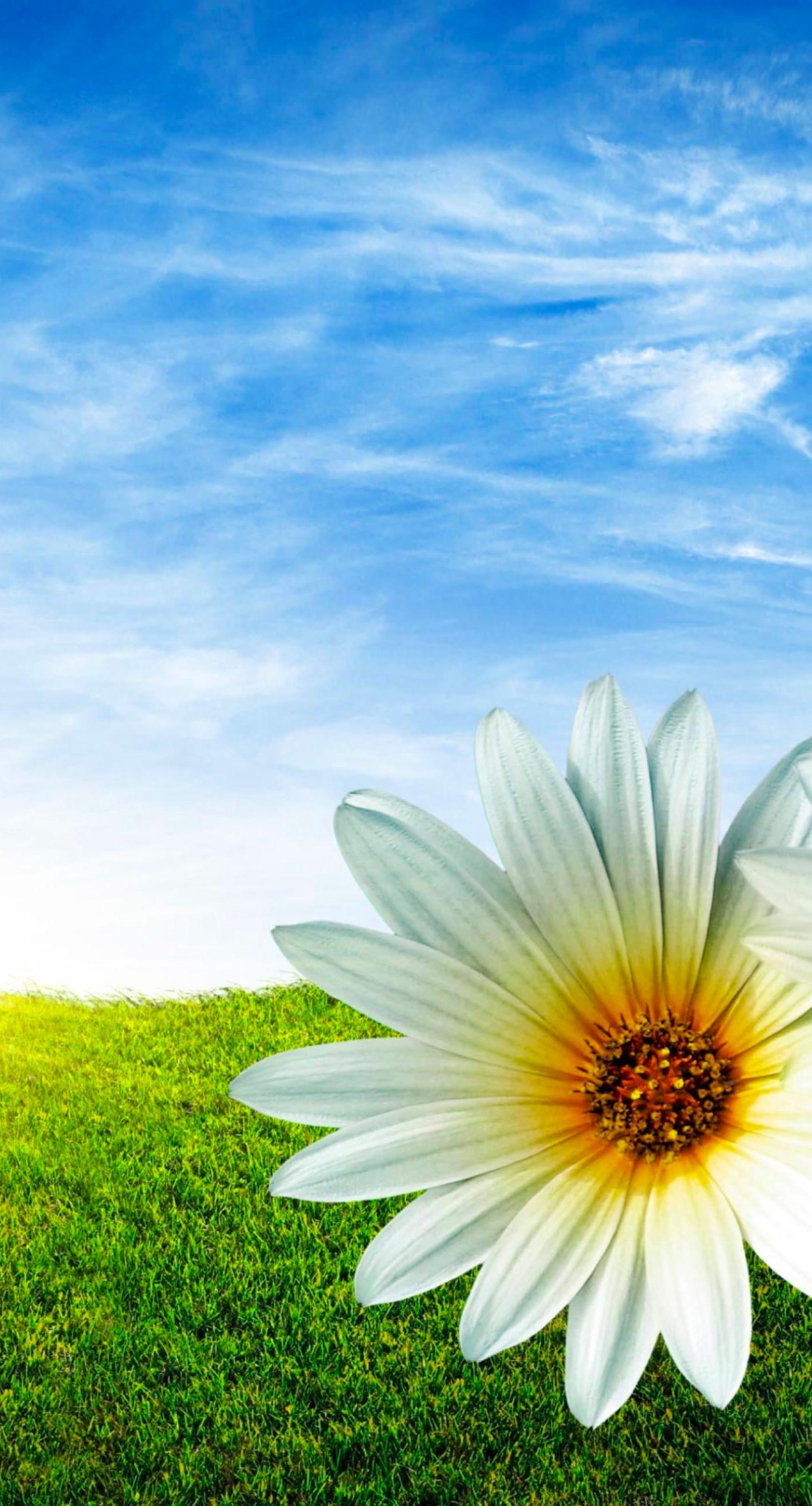 putih bunga alami | wallpaper.sc iPhone8Plus