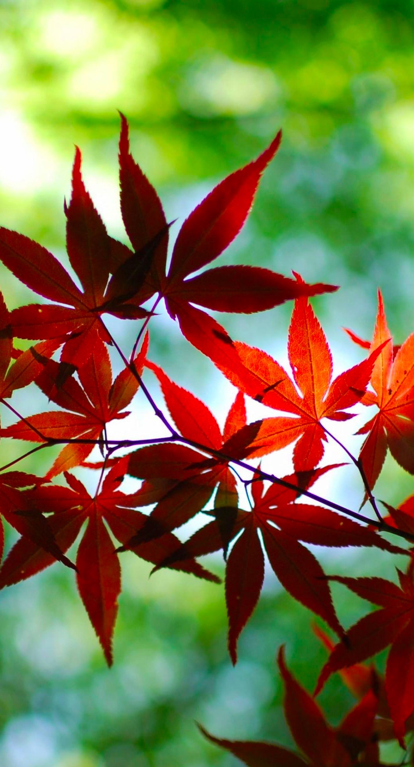 gugur merah daun hijau blur | wallpaper.sc iPhone8Plus