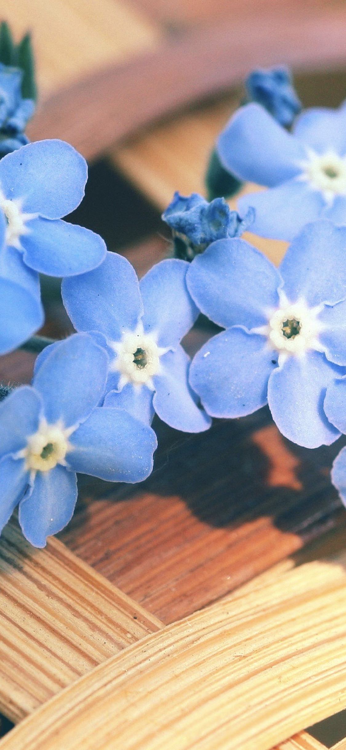 biru bunga alami | wallpaper.sc iPhoneXS