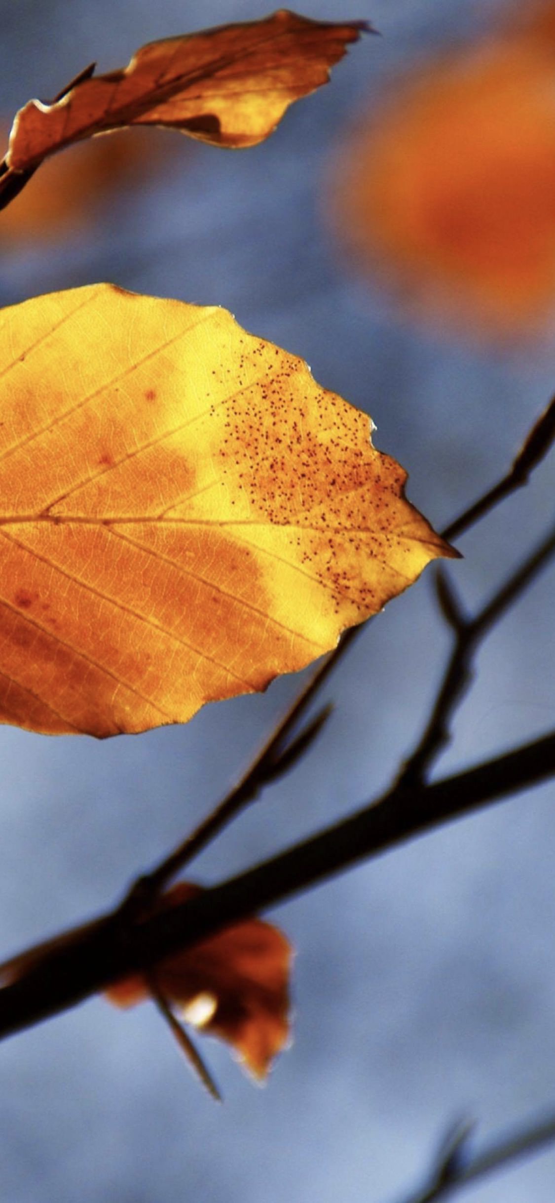 daun-daun kering blur alam | wallpaper.sc iPhoneXS