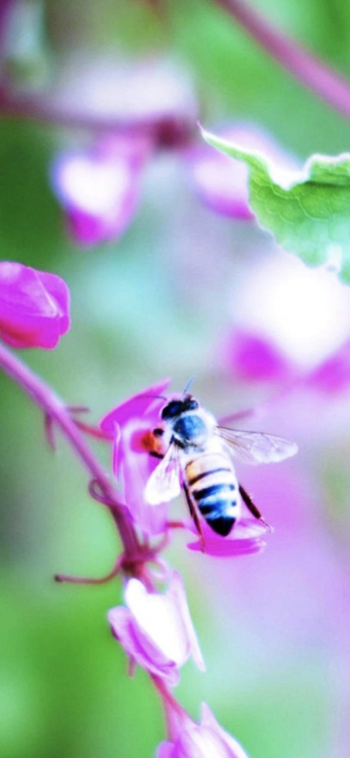 Bee alam blur bunga | wallpaper.sc iPhoneXS