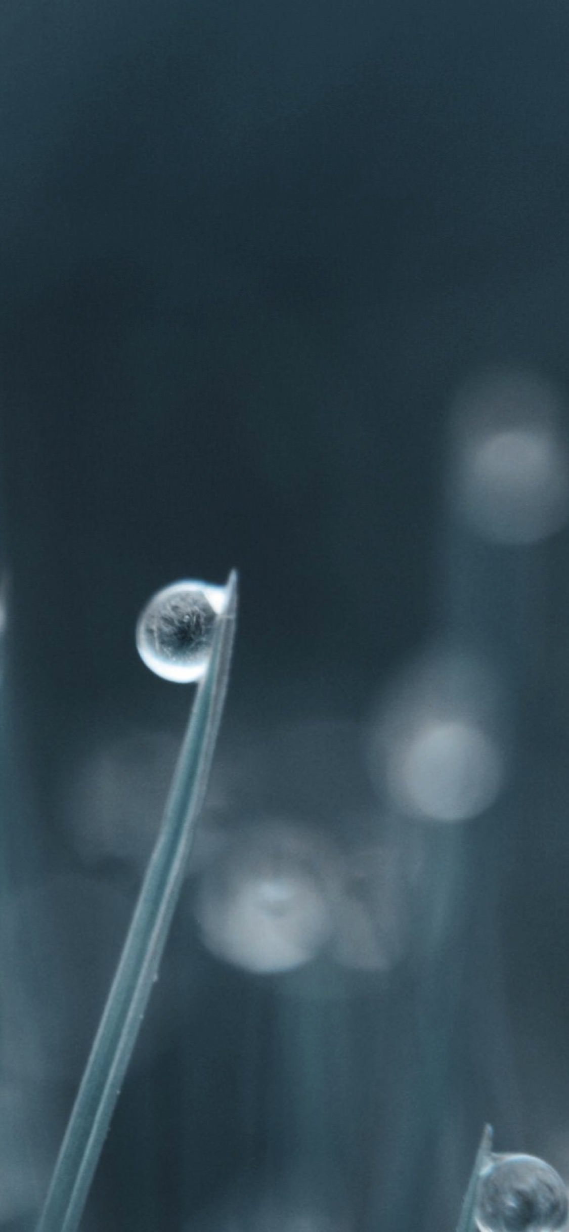Polka dot daun blur | wallpaper.sc iPhoneXS