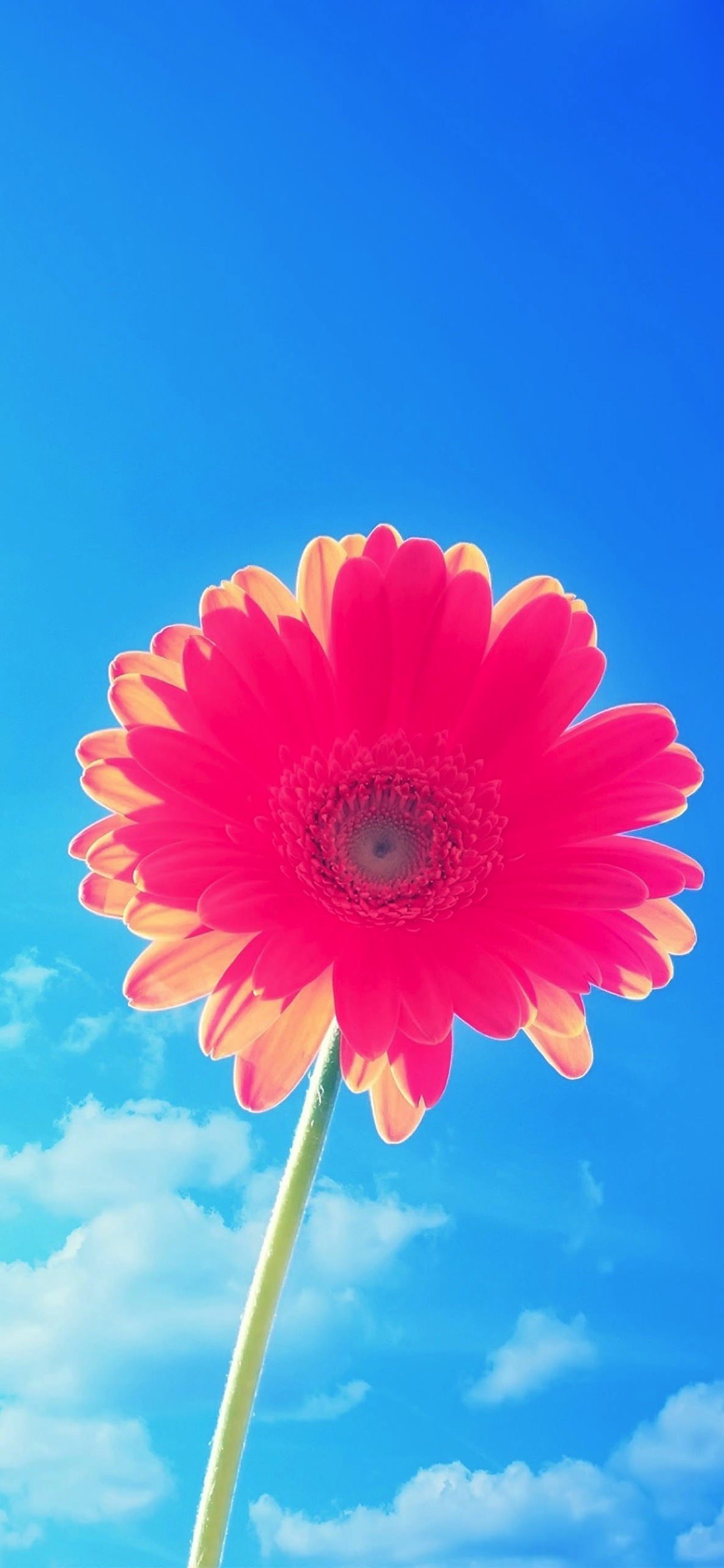 bunga langit biru merah | wallpaper.sc iPhone XS Max