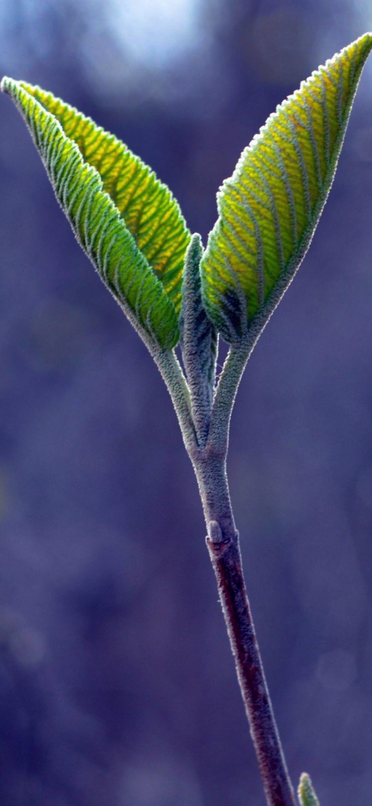 Daun alam hijau blur biru | wallpaper.sc iPhone XS Max