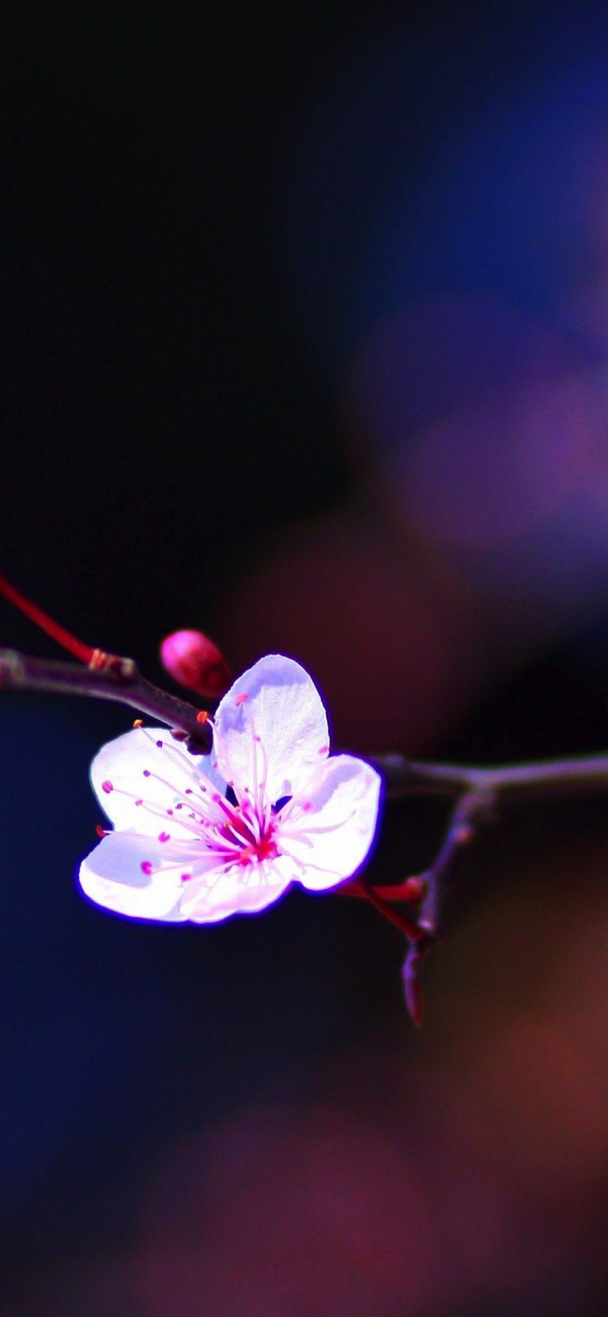 bunga blur merah muda malam | wallpaper.sc iPhone XS Max