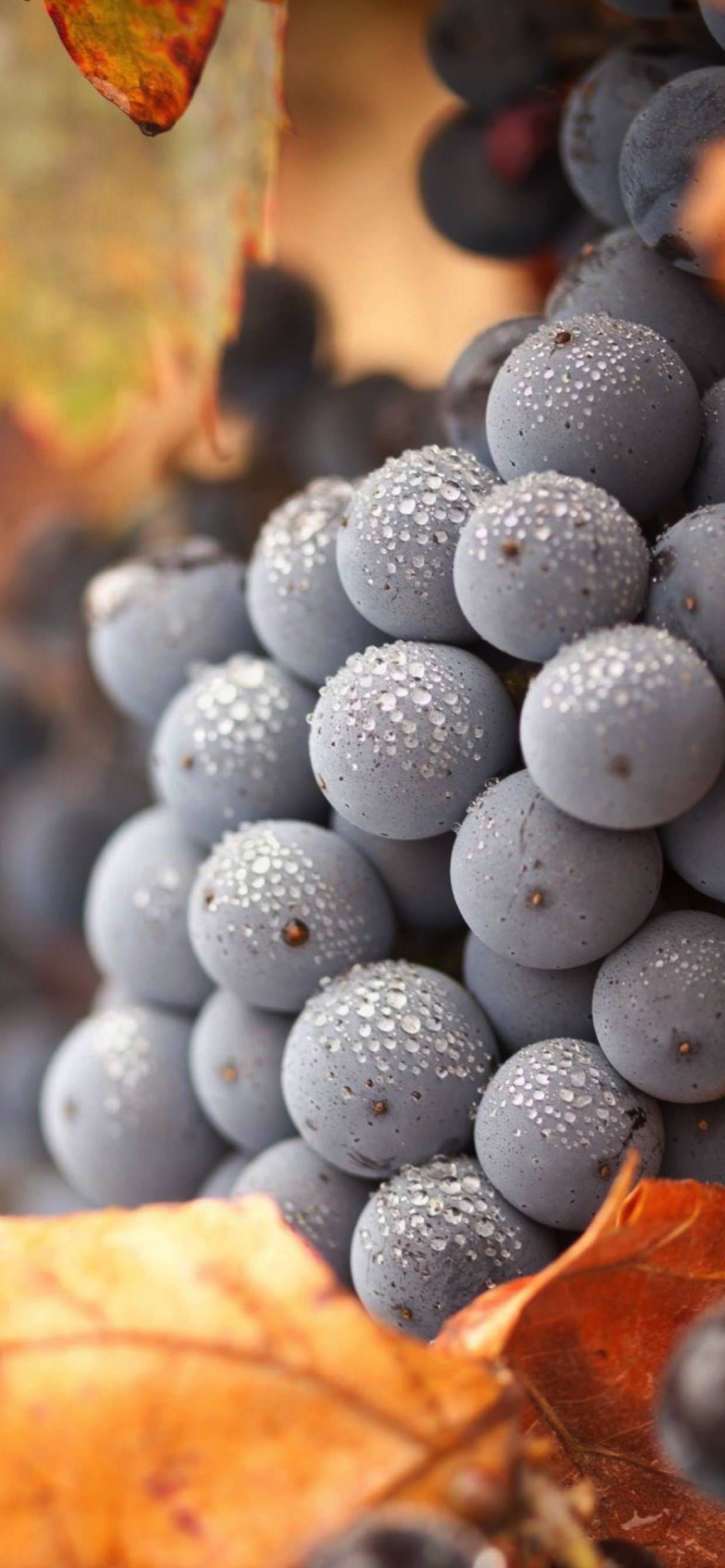 daun buah anggur | wallpaper.sc iPhone XS Max