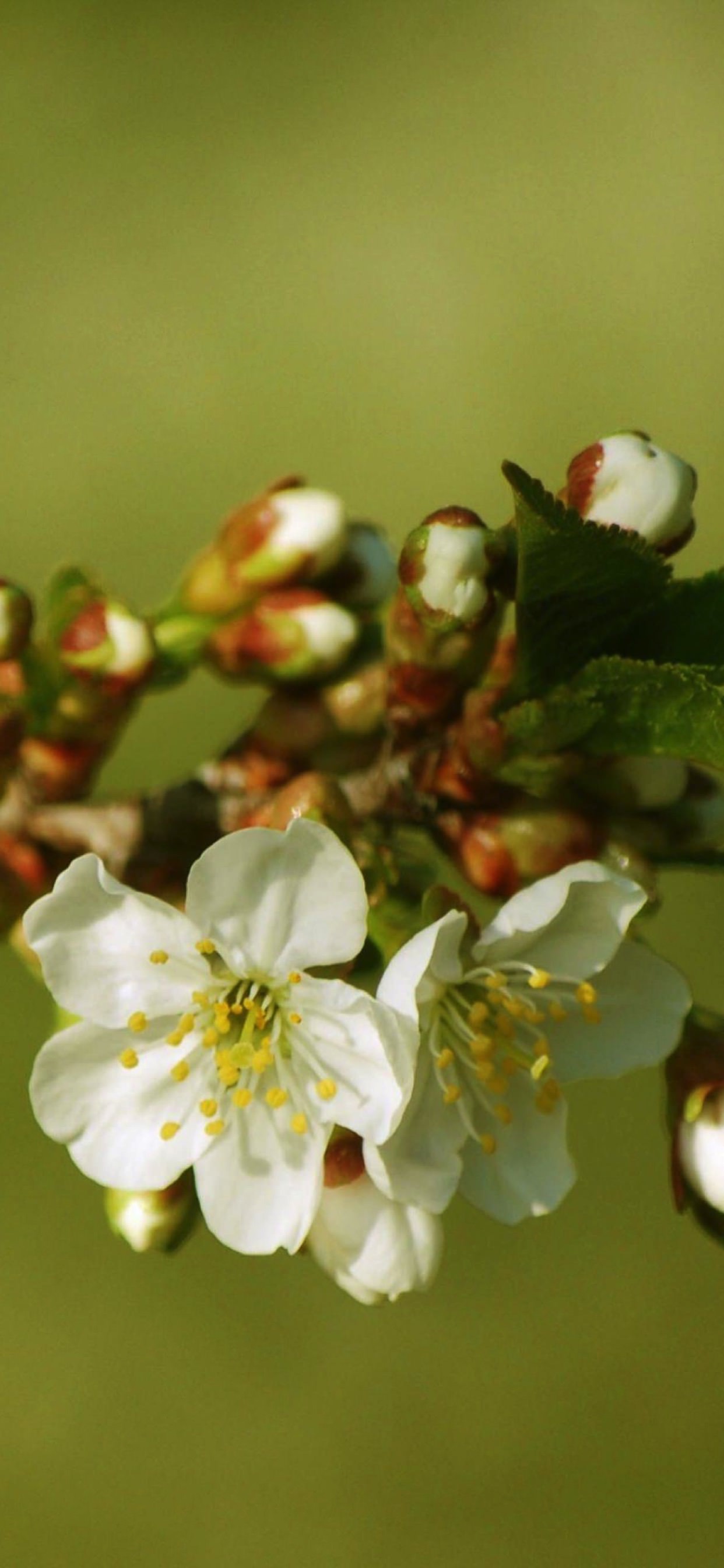 bunga blur putih | wallpaper.sc iPhone XS Max